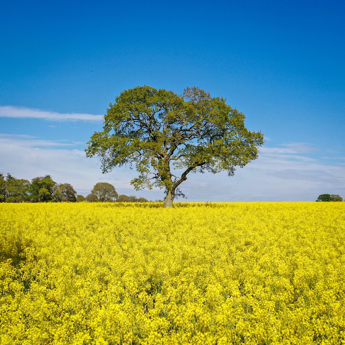 360 Bee Field Experience - Aerialview.info